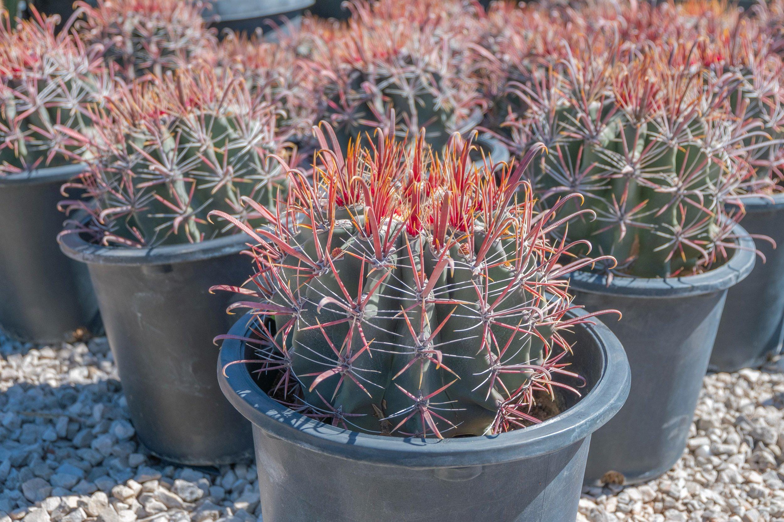 Red Fish Hook Barrel Cactus Seeds - Etsy