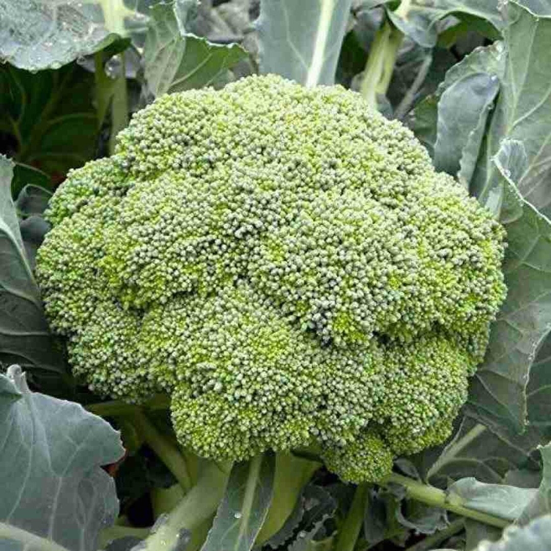 Sun King Broccoli Seeds - Etsy