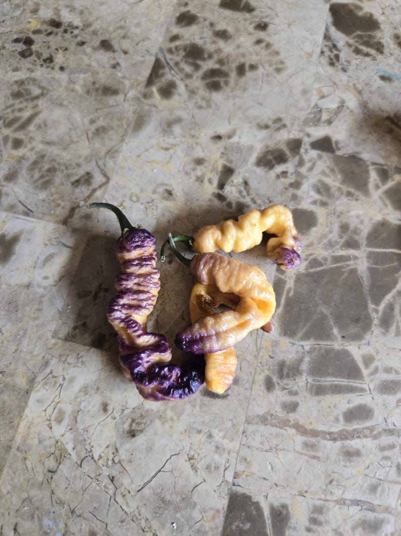 Thor's Hammer Pepper Seeds - Etsy