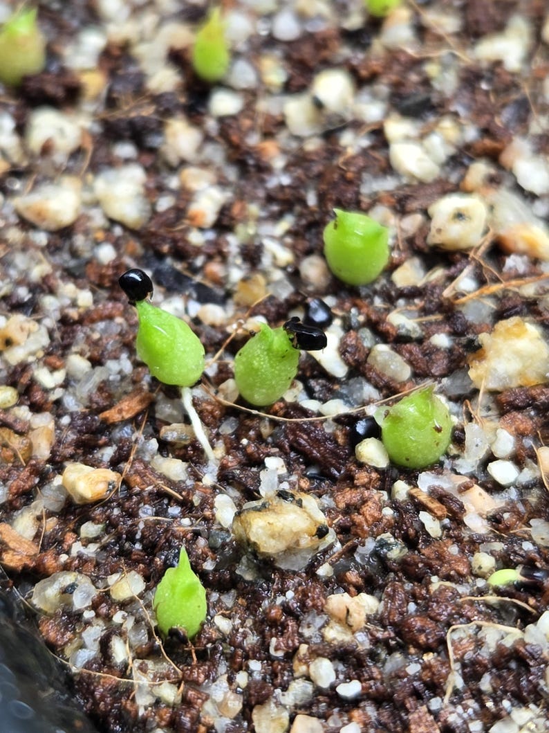 Red Fish Hook Barrel Cactus Seeds - Etsy