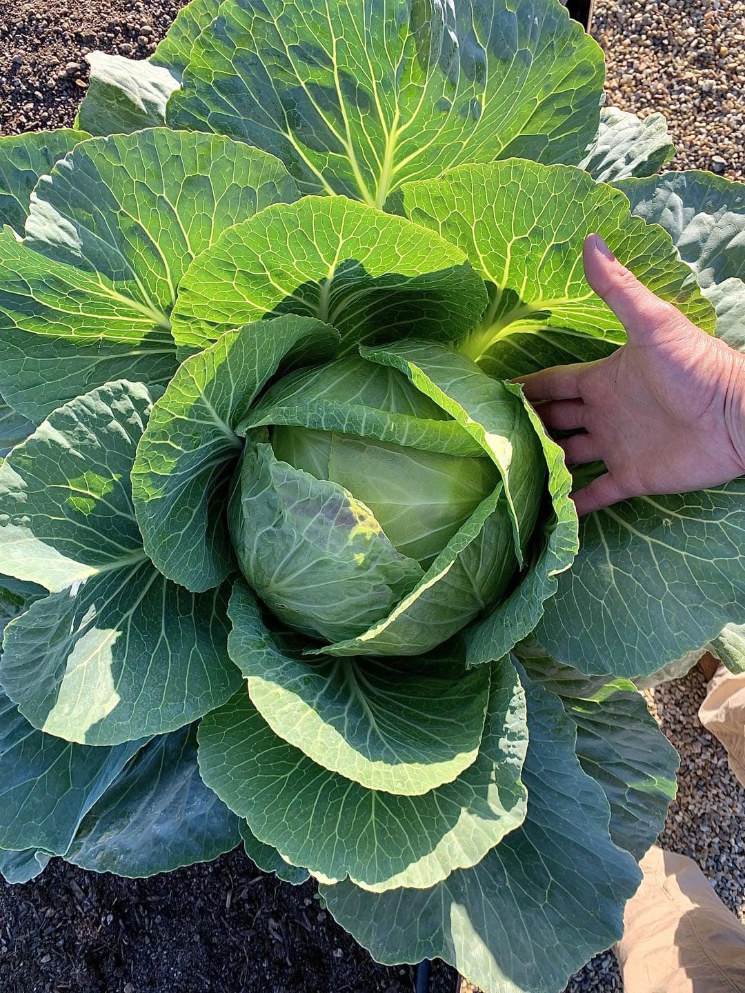 Ferry Round Dutch Cabbage Seeds - Etsy