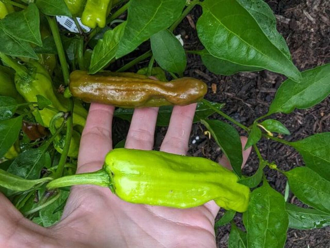 Greek Pepperoni Pepper Seeds - Etsy