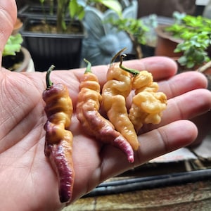 Thor's Hammer Pepper Seeds - Etsy