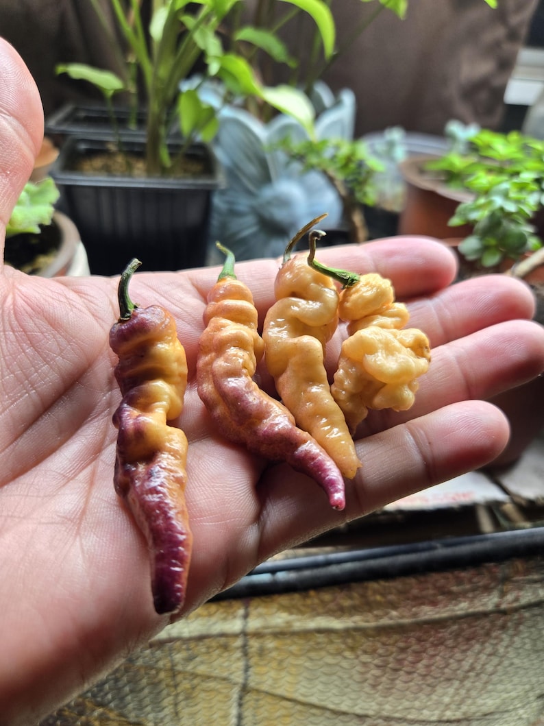 Thor's Hammer Pepper Seeds - Etsy