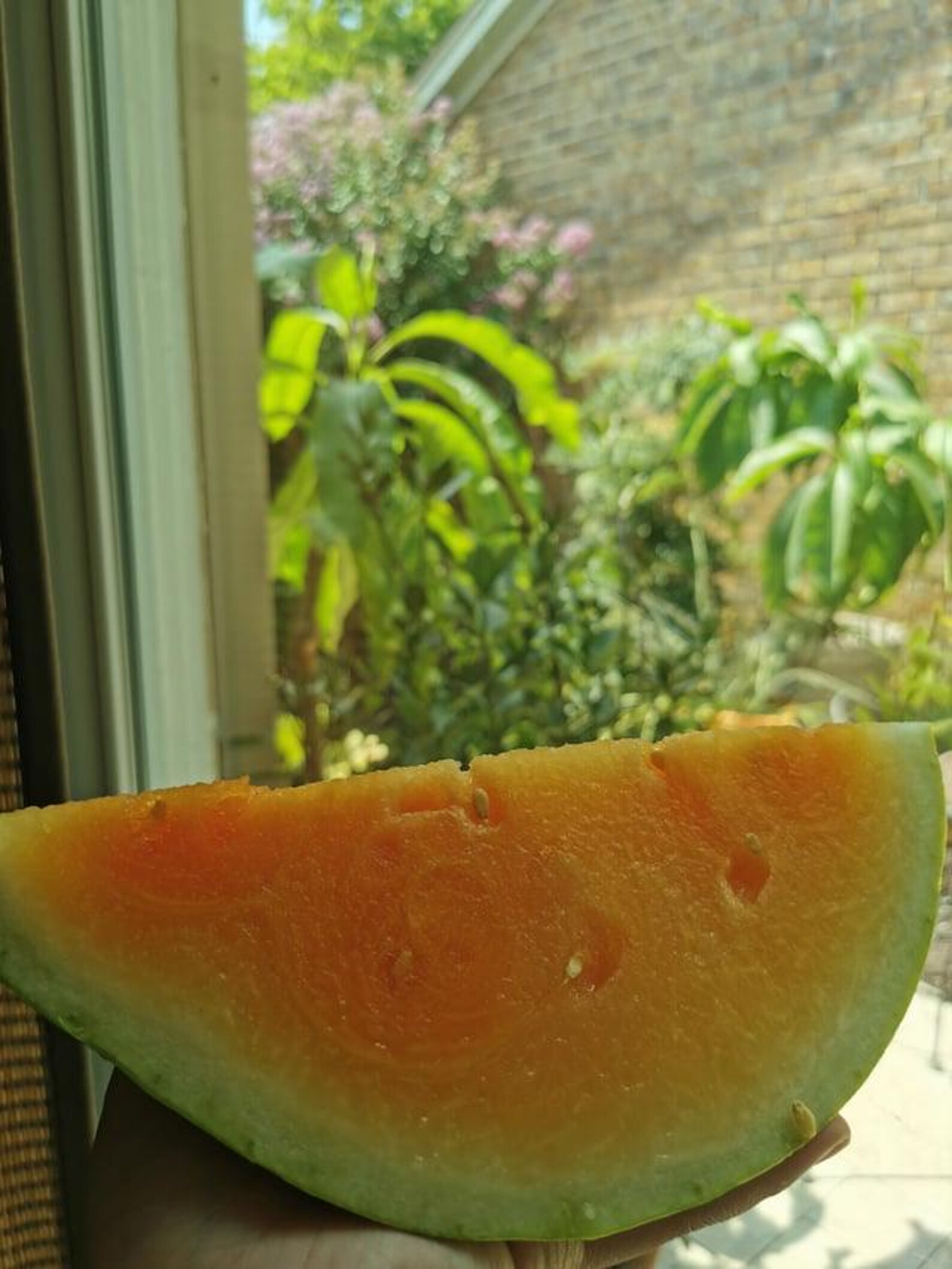 Orange Sweet Tender Watermelon Seeds - Etsy