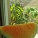 Orange Sweet Tender Watermelon Seeds - Etsy