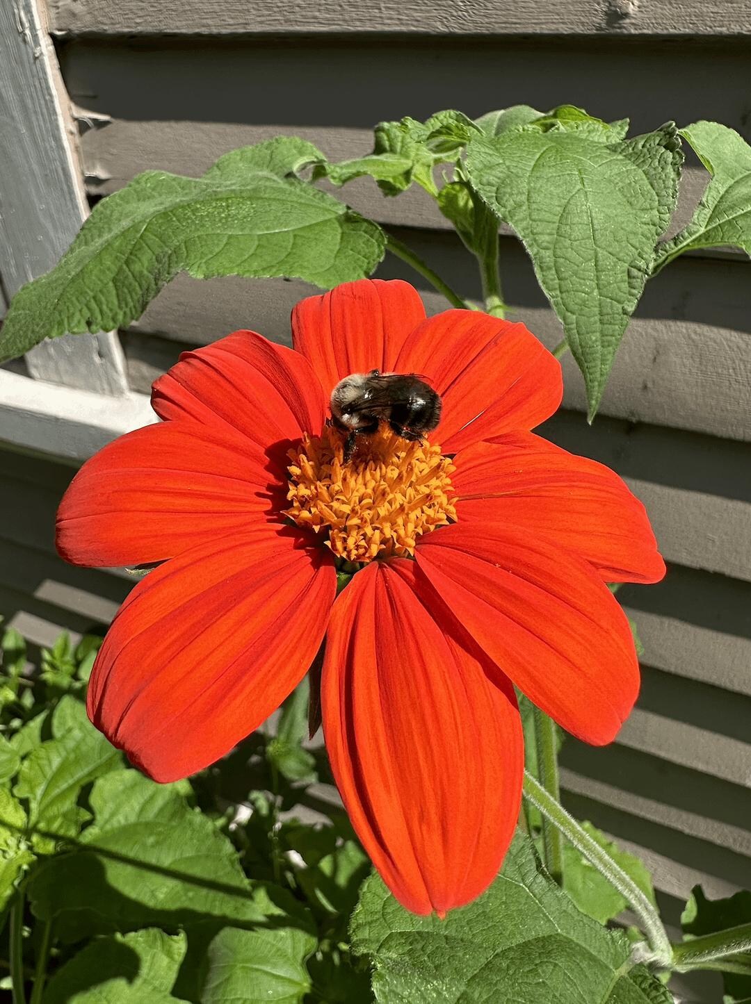 Torch Sunflower Aka Tithonia Seeds - Etsy