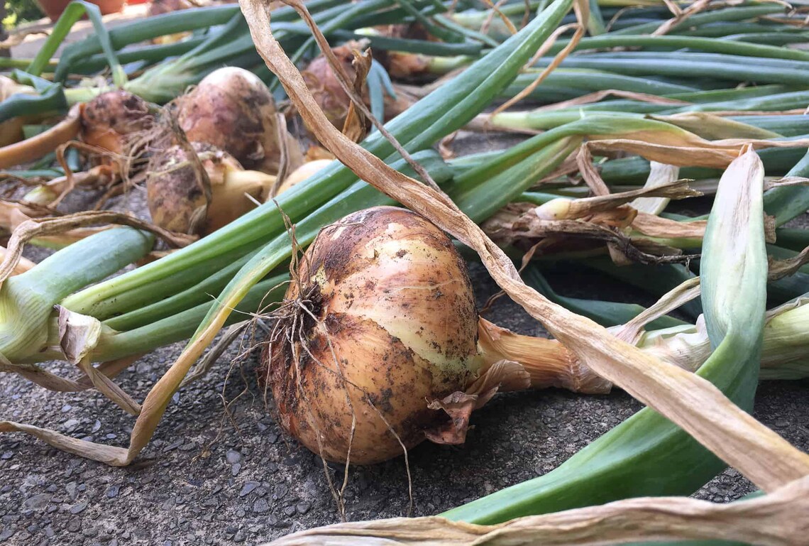 Texas Grano Onion Seeds - Etsy