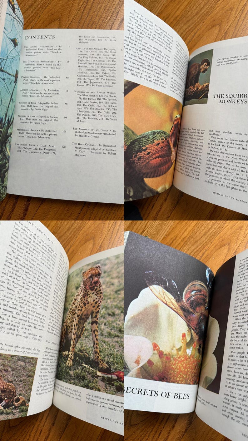 1965 Wonderful Worlds of Walt Disney Complete Four Book Set VGC - Etsy