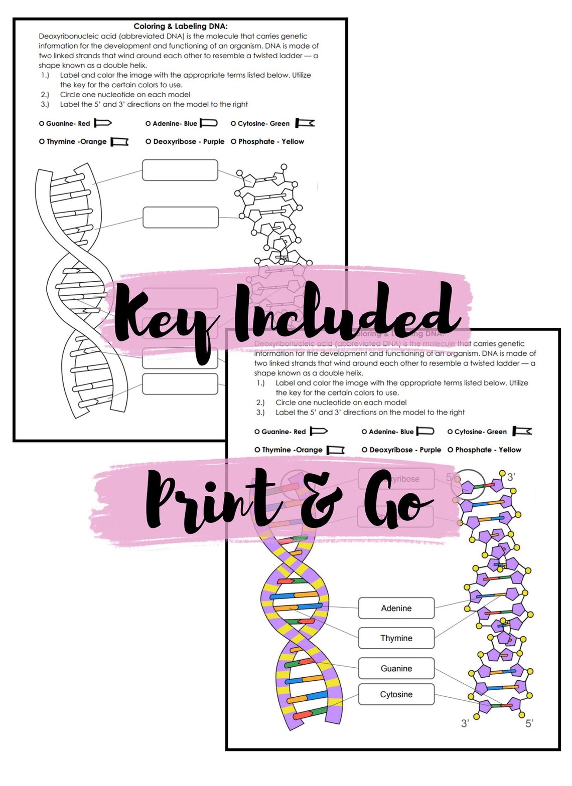 DNA Printable Coloring Worksheet - Color & Labeling - Biology, Science ...