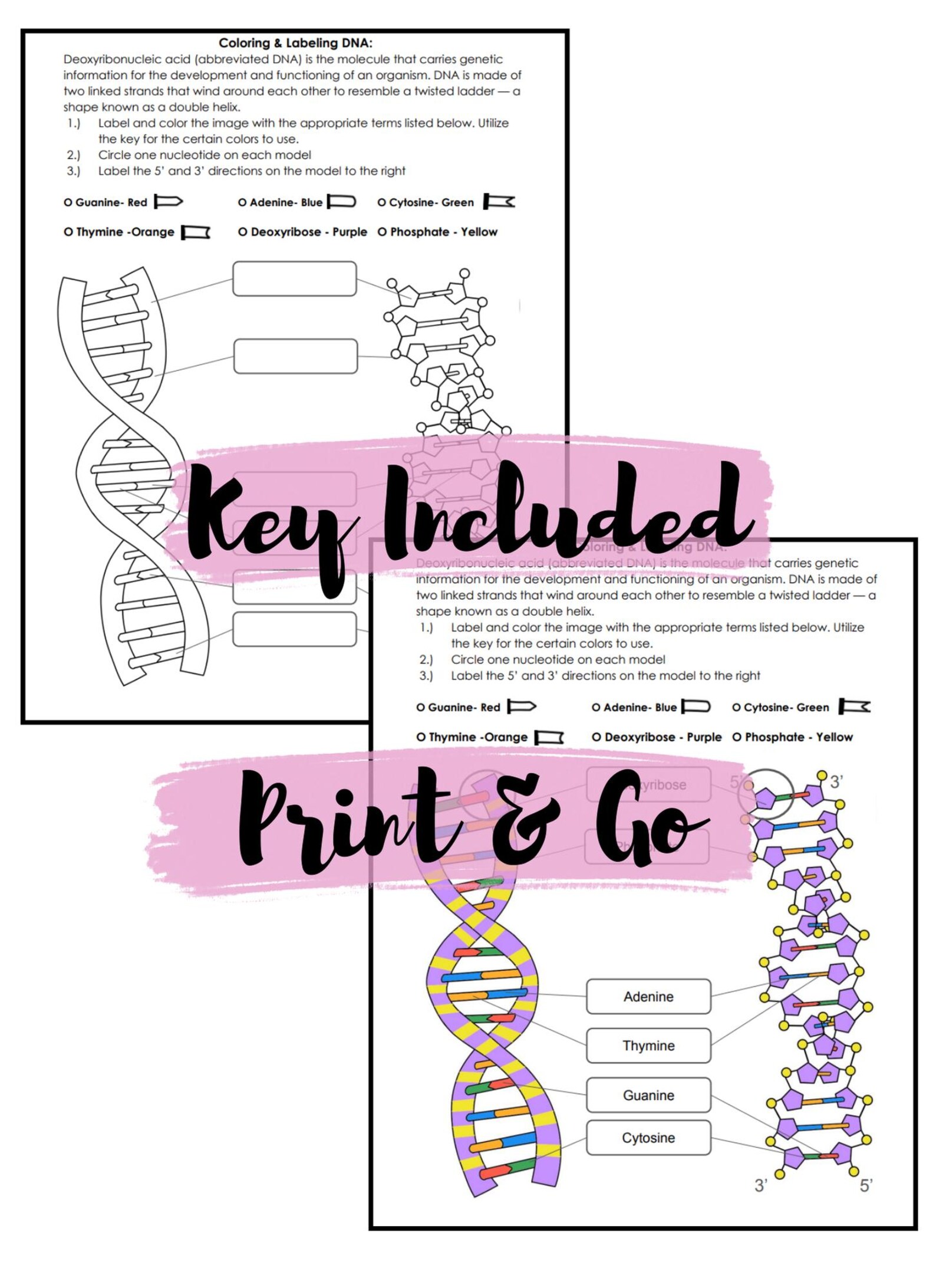 DNA Printable Coloring Worksheet - Color & Labeling - Biology, Science ...