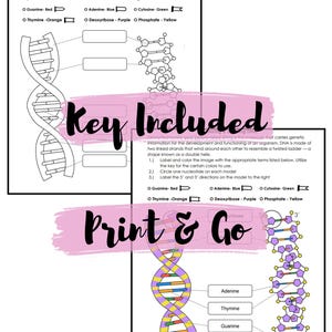 DNA Printable Coloring Worksheet - Color & Labeling - Biology, Science ...