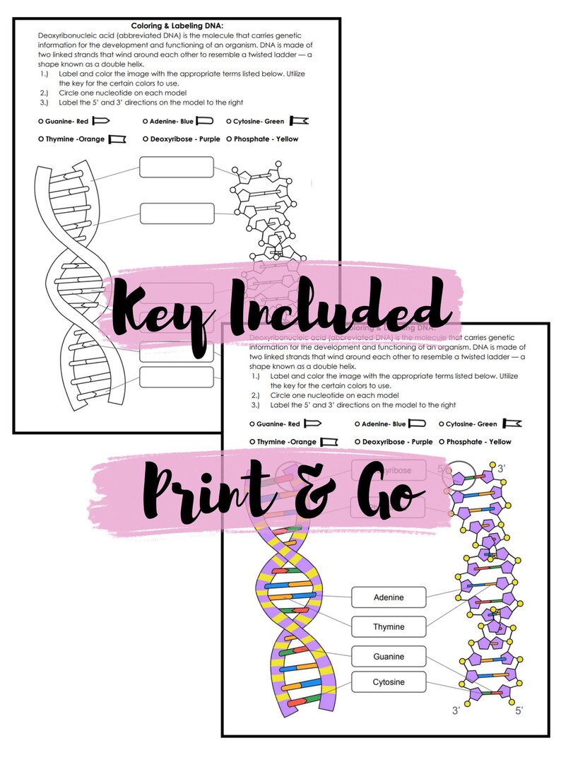 DNA Printable Coloring Worksheet - Color & Labeling - Biology, Science ...