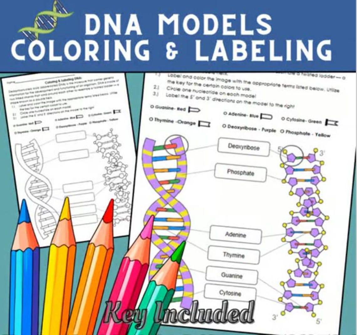 DNA Printable Coloring Worksheet - Color & Labeling - Biology, Science ...