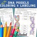 DNA Printable Coloring Worksheet - Color & Labeling - Biology, Science ...