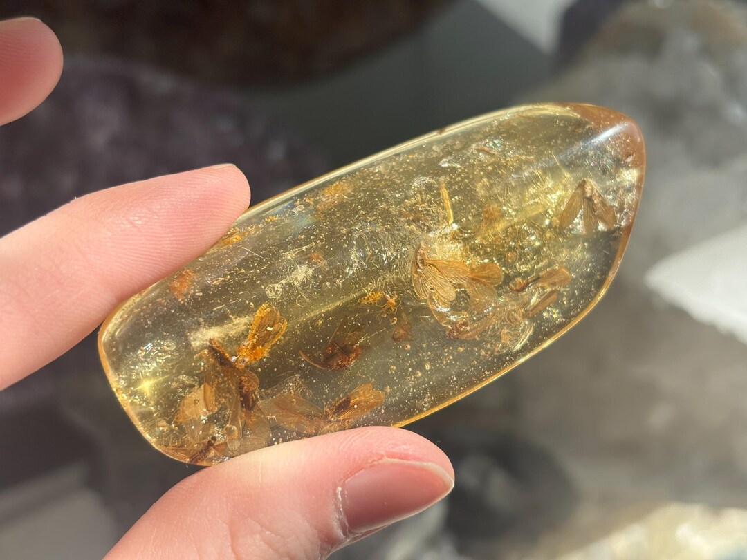 Amber With Preserved Insects - A Window Into Ancient Worlds - Etsy