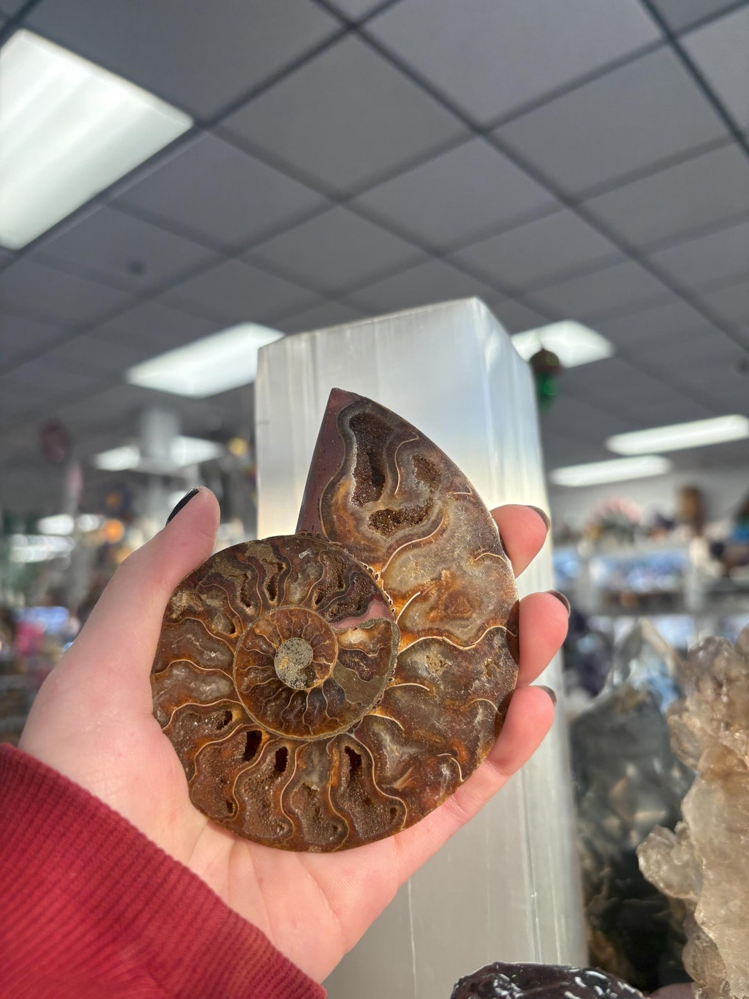 Ammonite Fossil Pair - Sliced 4" Ammonite - Madagascar - Etsy