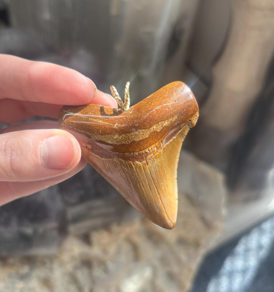 Authentic Megalodon Shark Tooth Necklace - High-quality Polishing - Etsy