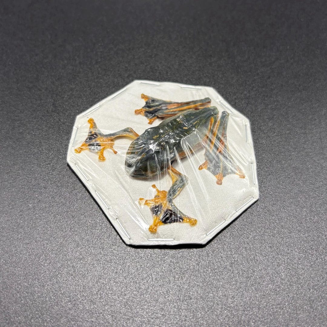 Flying Parachute Tree Frog Rhacophorus Reinwardtii Taxidermy Oddity ...