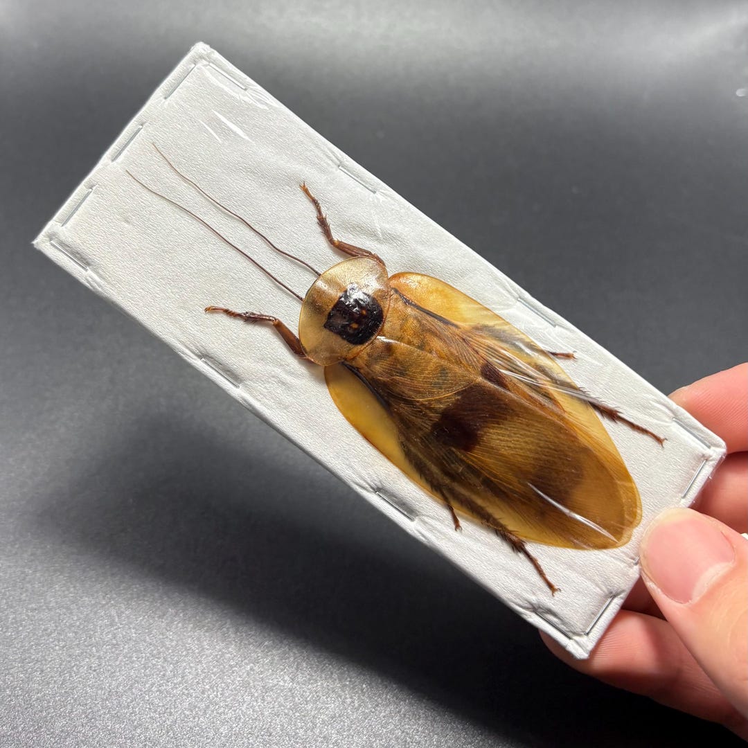 Real Dried Giant Cave Roach, Blaberus Giganteus Taxidermy - Etsy