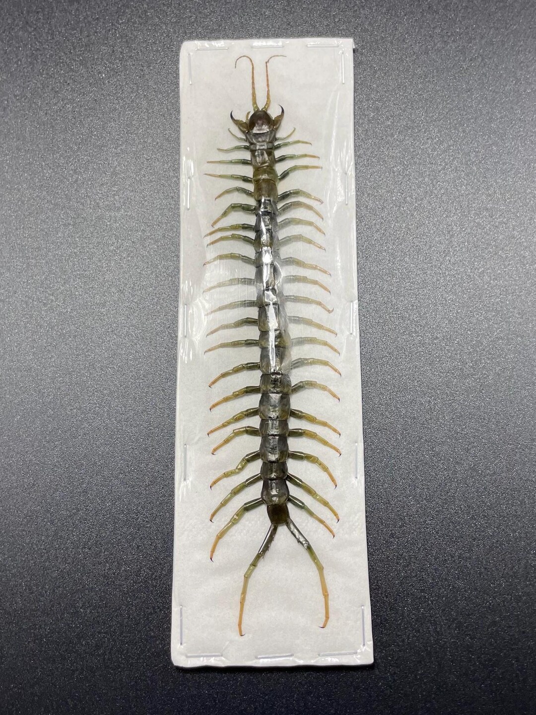 Scolopendra Subspinipes Piceoflava, Orange-legged Centipede. A1 ...