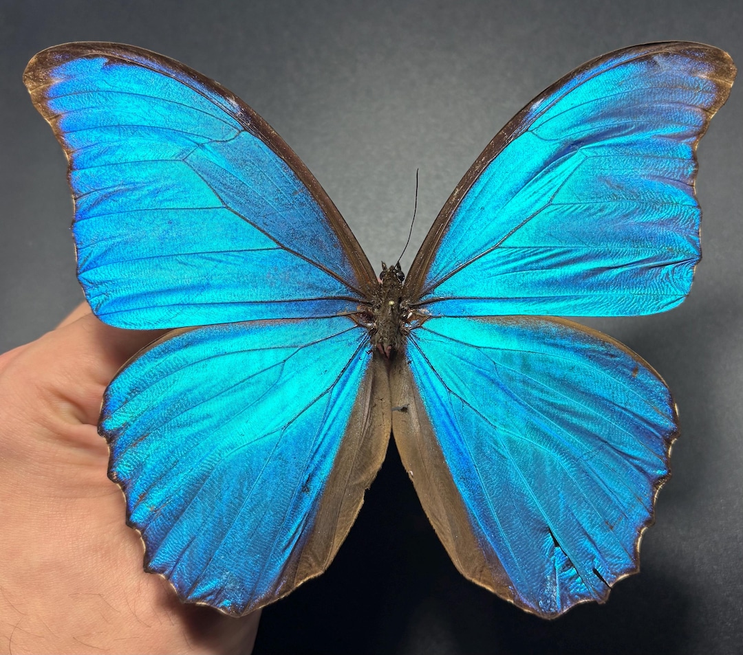 Blue Morpho Butterfly A2 REAL Morpho Didius HUGE, Dried, Dead ...