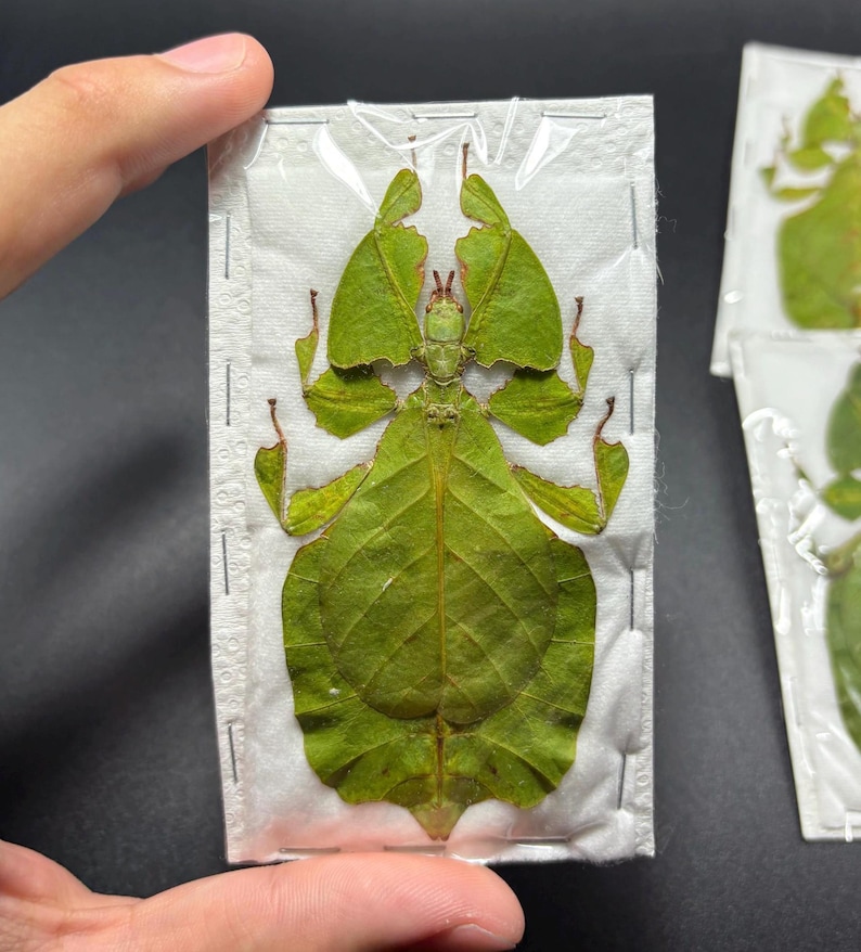 One Female Phyllium Pulchrifolium , a Beautiful Leaf Insect ,A1 Quality ...