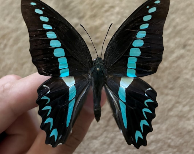 REAL Graphium Sarpedon Preserved BUTTERFLY, Dried, Insect Specimen ...
