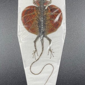 REAL Red/orange Draco Flying Lizard Draco Haematopogon Taxidermy ...