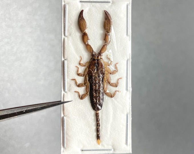 Dwarf Wood Scorpion Liocheles Australasiae Real Preserved Taxidermy ...