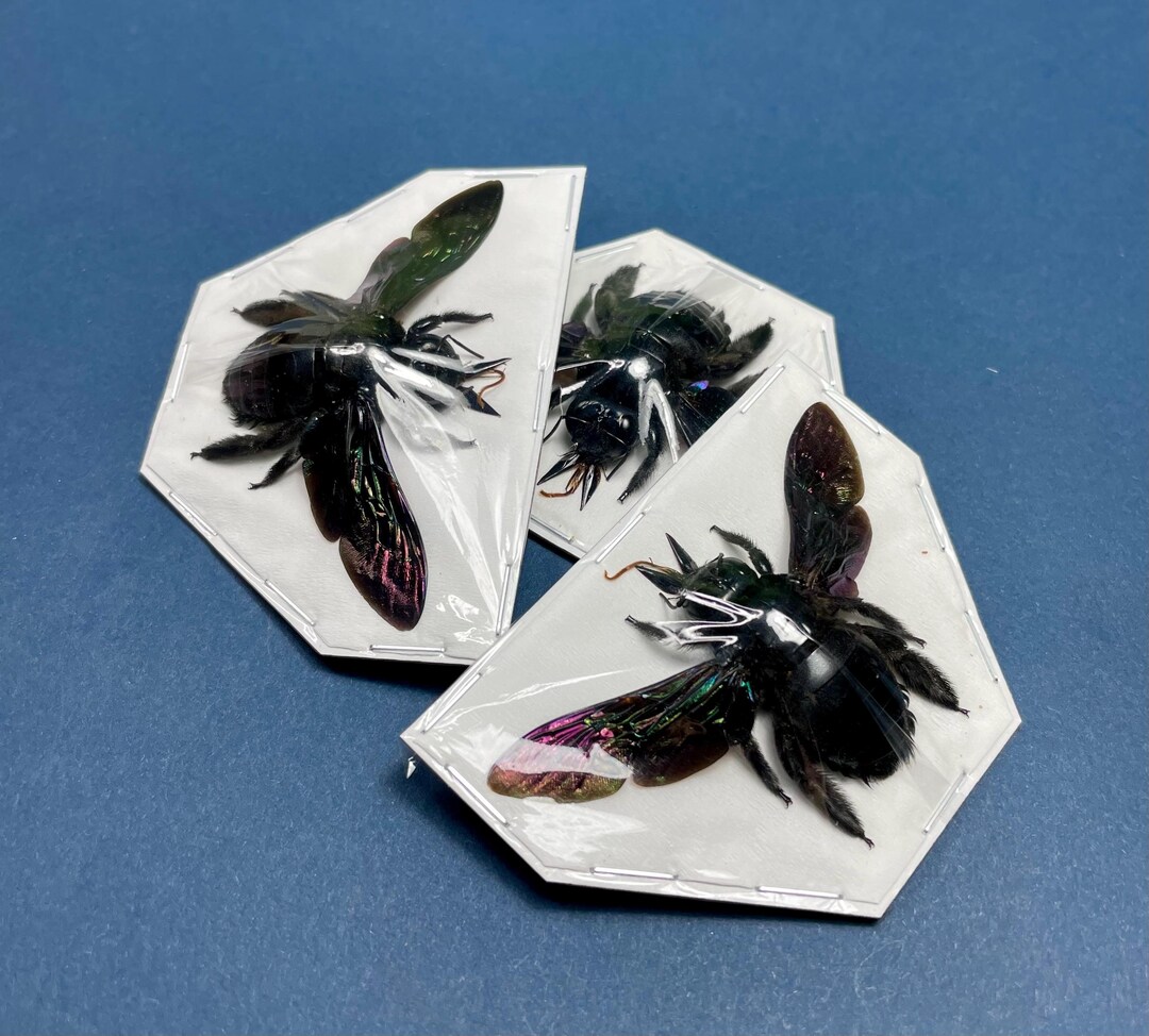 Xylocopa Latipes, Tropical Carpenter Bee, Real Bee, Entomology, Insect ...