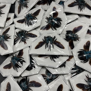 Xylocopa Caerulea (spread) Blue Carpenter Bee Real Dried Insect ...