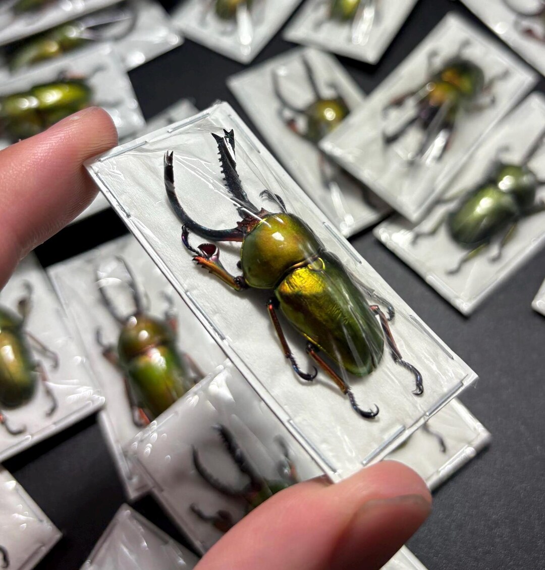 Sawtooth Beetle Male, Lamprima Adolphinae 40mm+ Green Stag Beetle ...