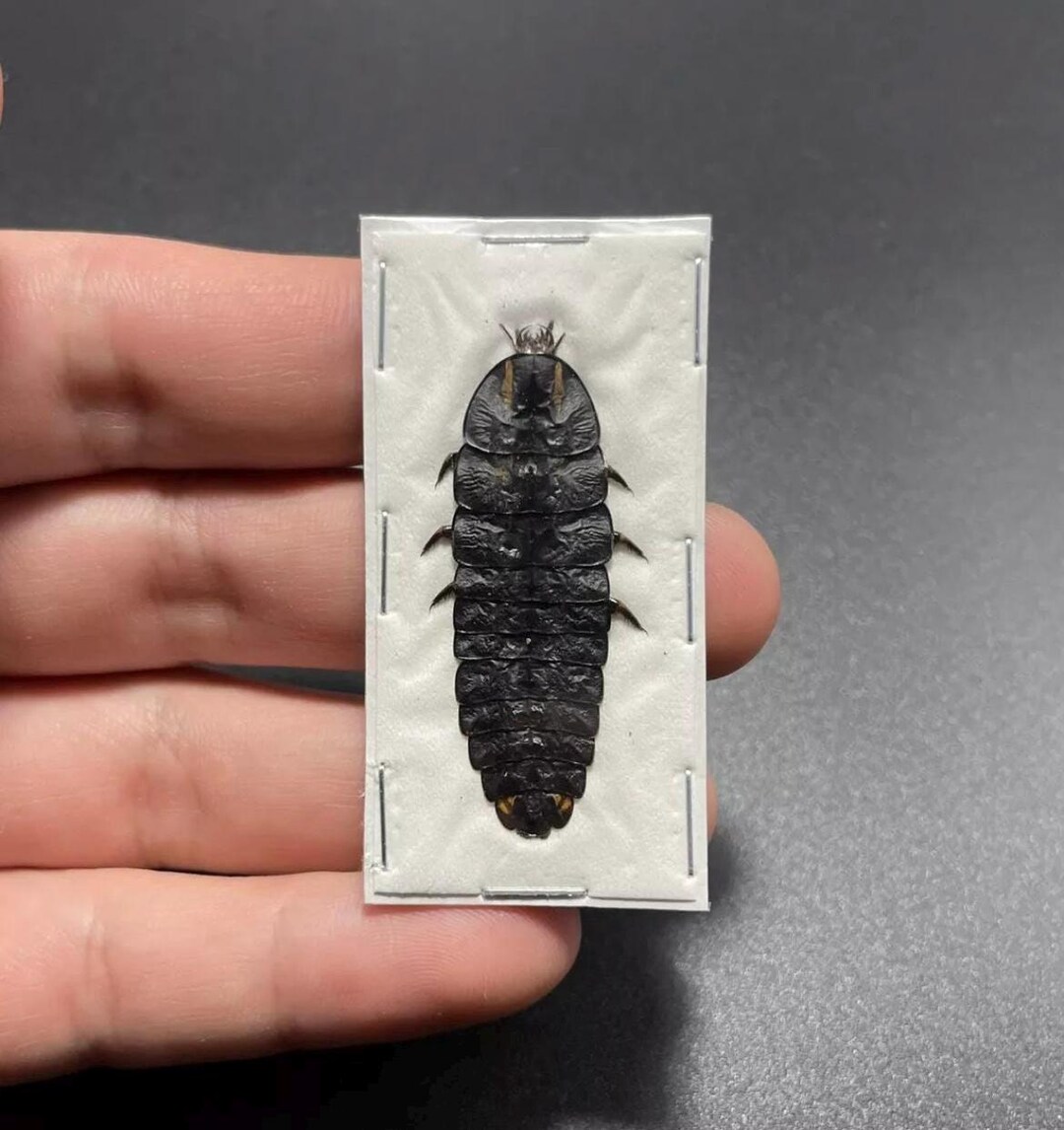 Firefly Larvae Lamprigera Boyei Coleoptera Beetle Indonesia Insect ...