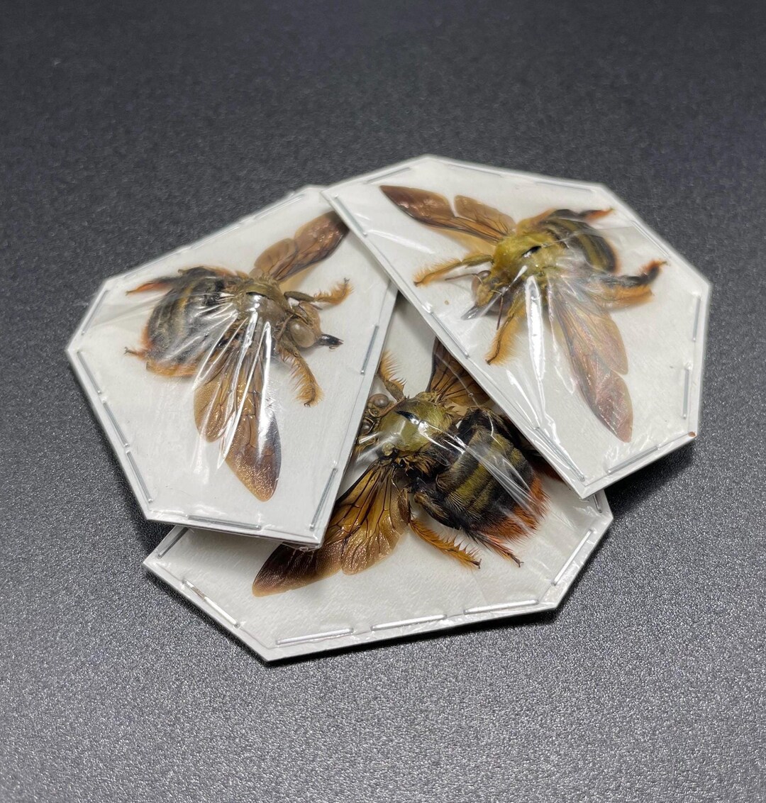 Xylocopa, Carpenter Bee Oddity Wings Spread (gold/brown) - Etsy