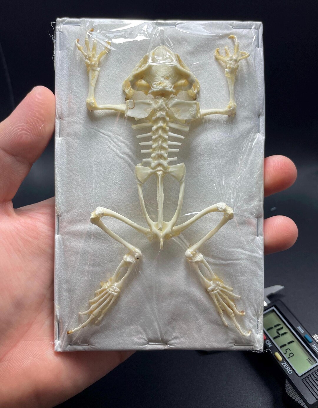 Toad Skeleton Real. (duttaphrynus Melanosticus) - Etsy