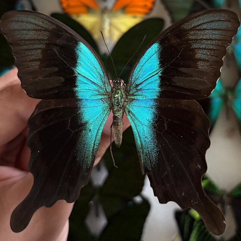 Dried Butterflies - Etsy