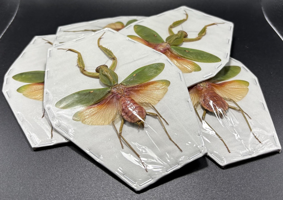 Shield Praying Mantis (rhombodera Javana) Indonesia, Spread Entomology ...