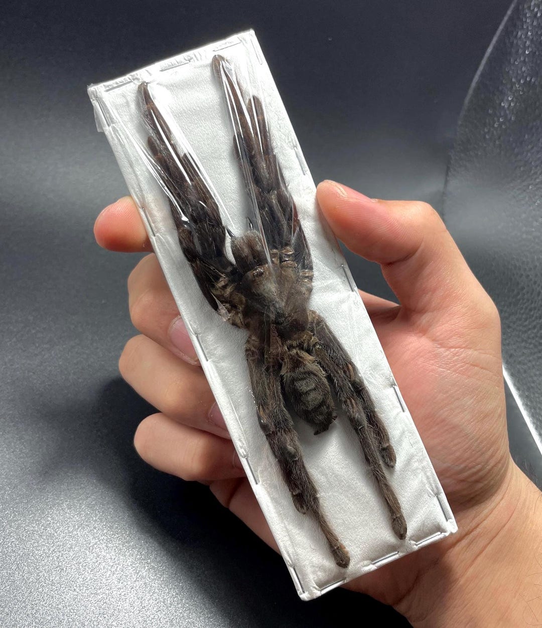 EXTRA-LARGE Java Yellow Kneed Tarantulas (selenocosmia Javanensis ...