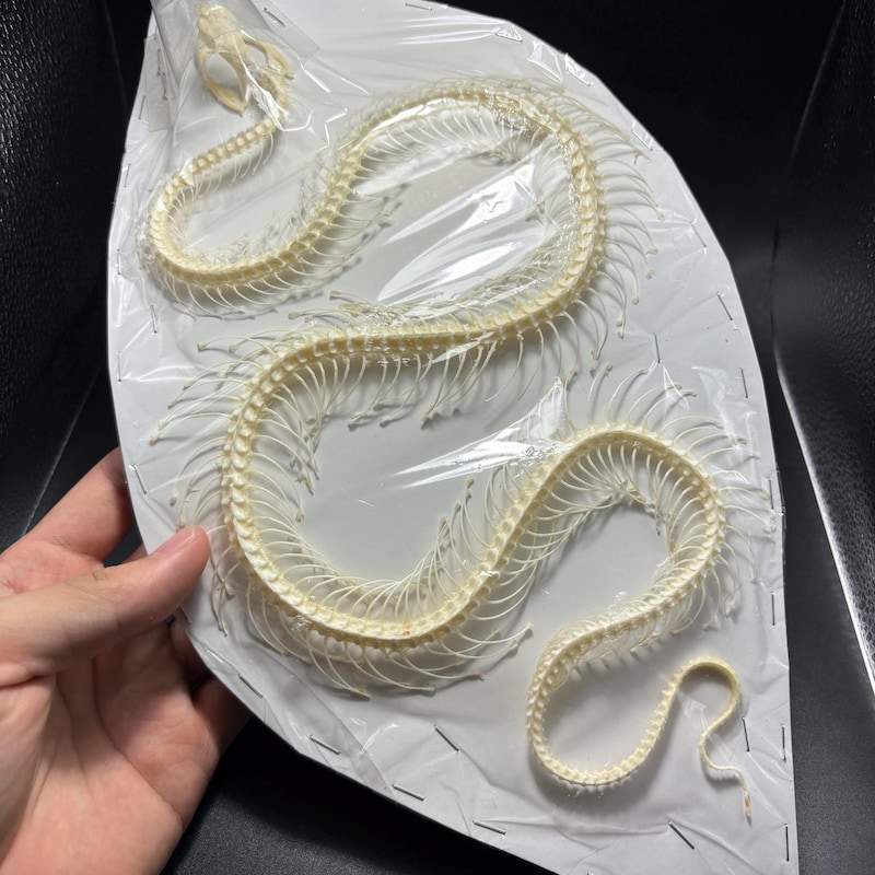 Large Real Snake Skeleton - Etsy