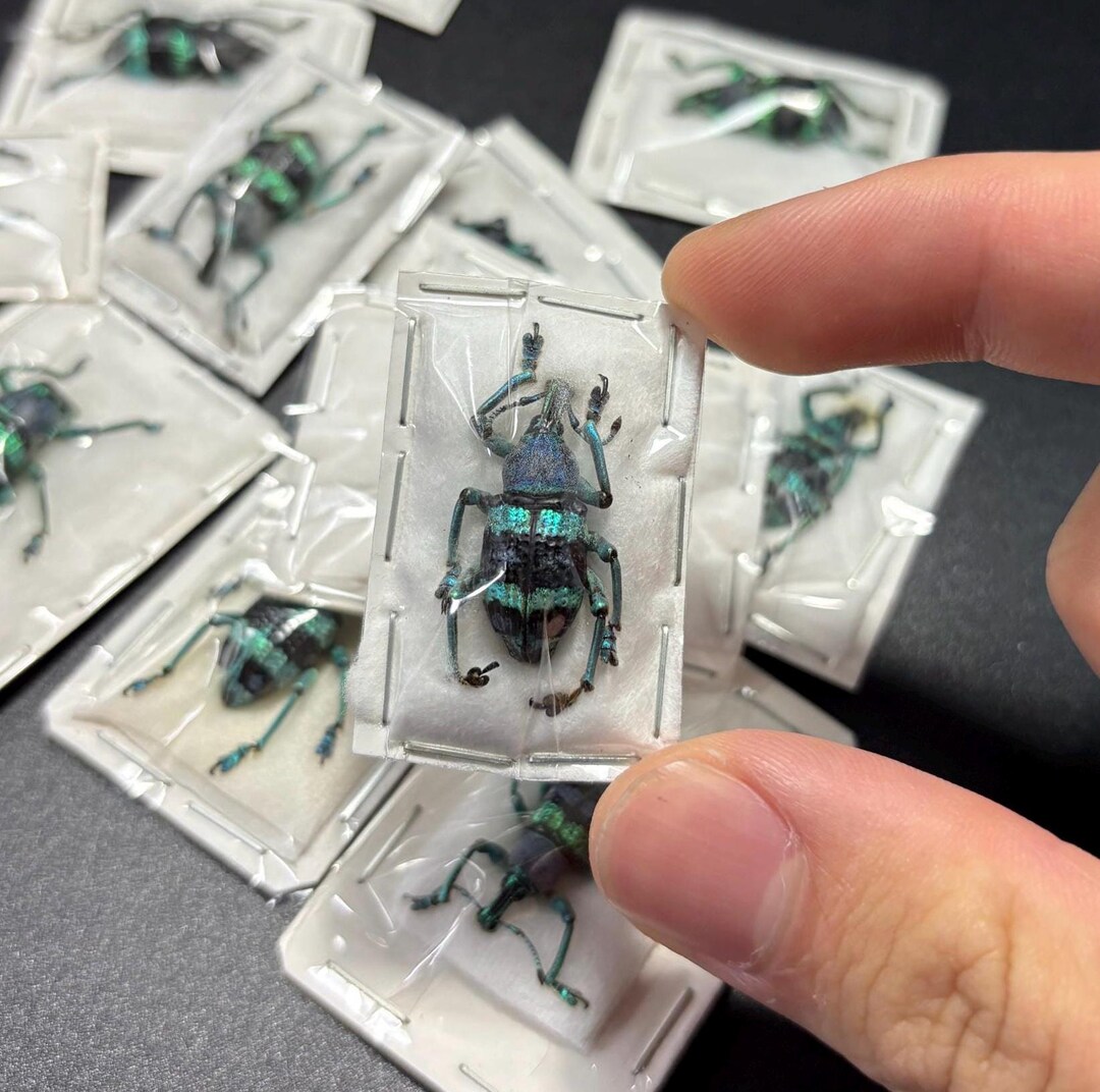 Eupholus Schoenherri Indonesia (ID) - Cyan or Marine Blue Weevil Beetle ...