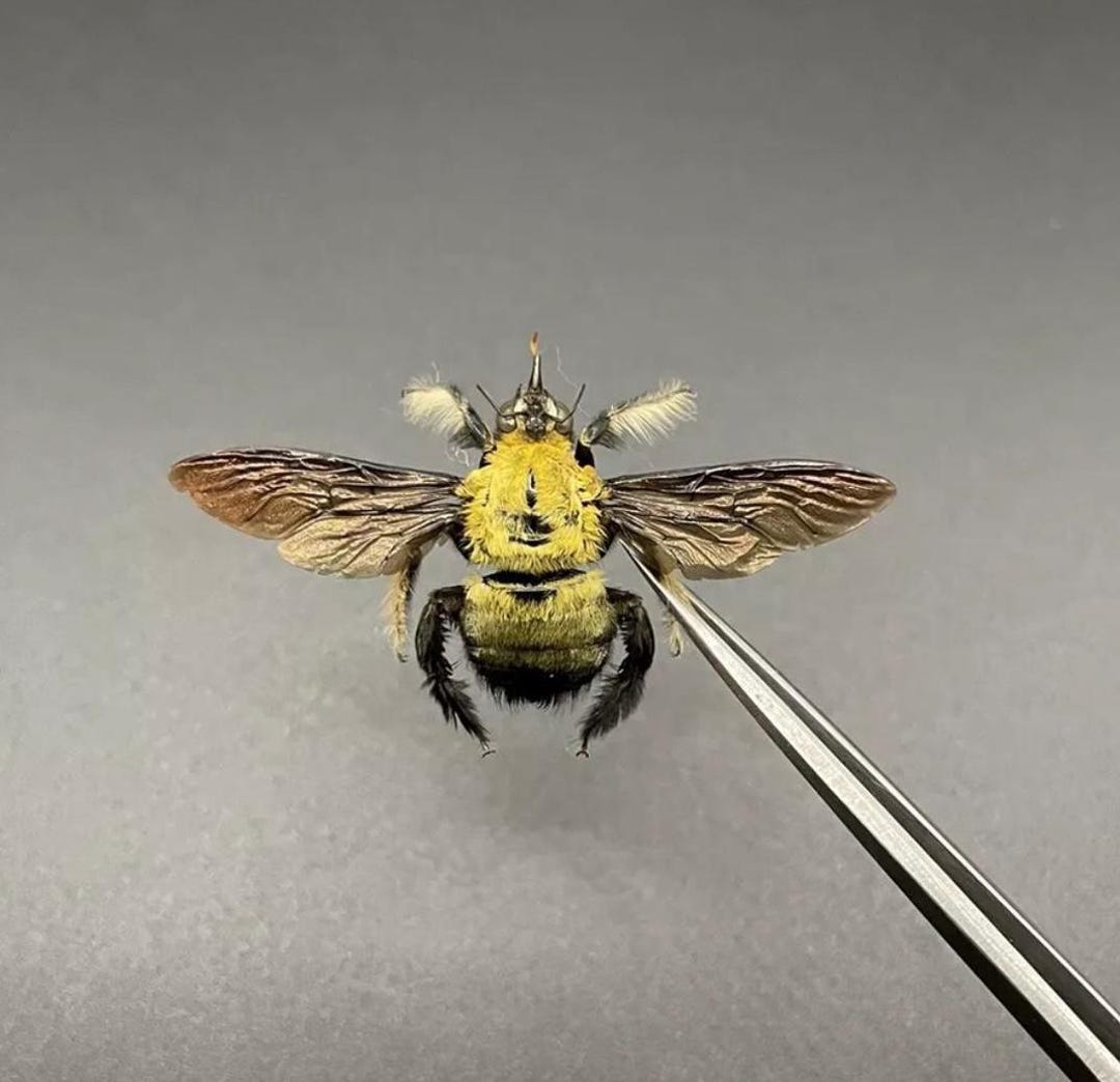 Hymenoptera Fluffy Xylocopa Species Apidae Bombus Carpenter Bee Oddity ...