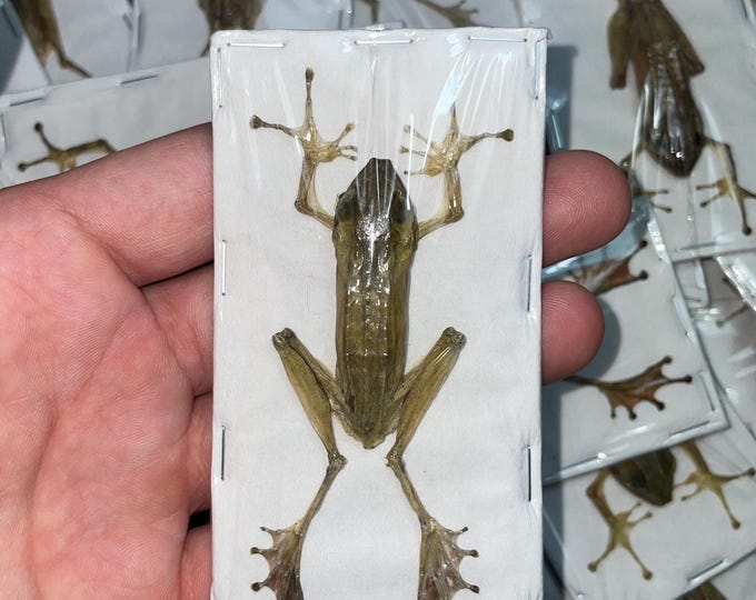 Tree Frog Taxidermy Polypedates Leucomystax Real Frog Oddity ...