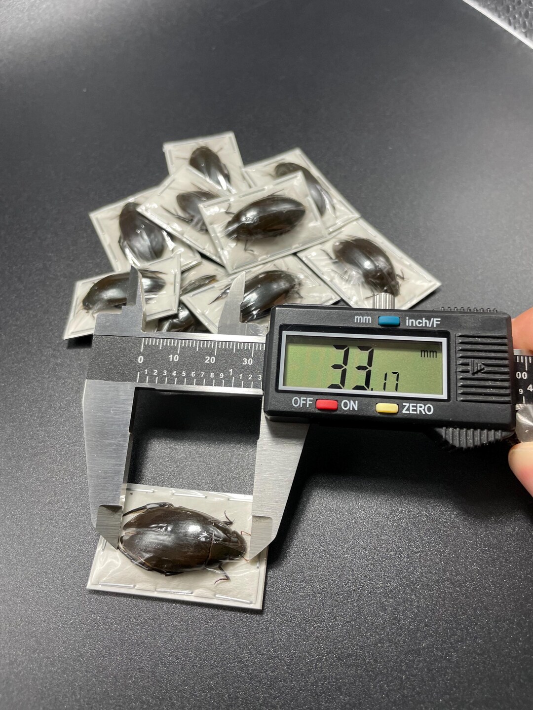 Large Scavenging Water Beetle (hydrophilus Bilineatus) Real Dried ...