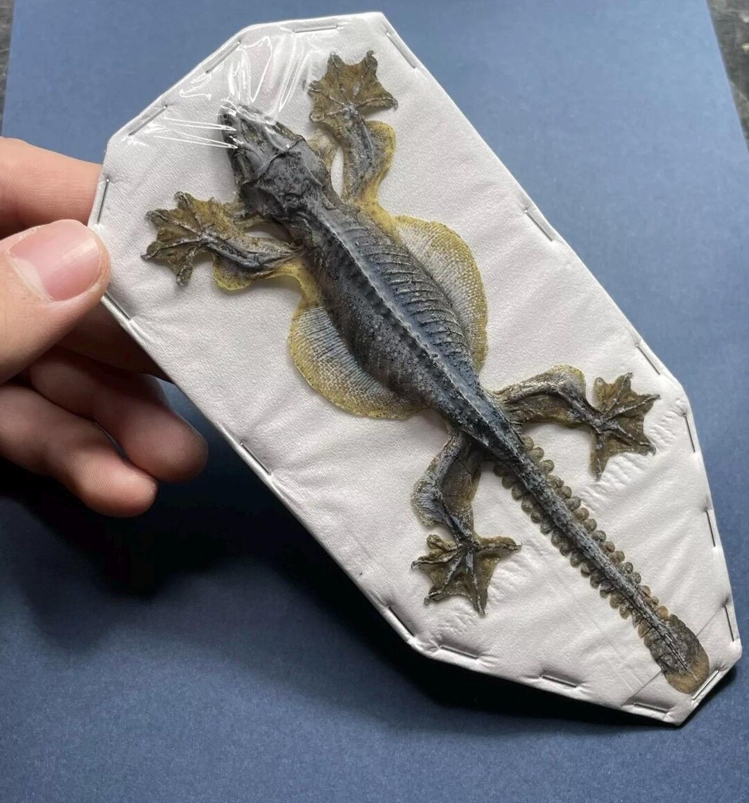 Flying Gecko Lizard Taxidermy Oddity Curiosities Specimen Reptile ...