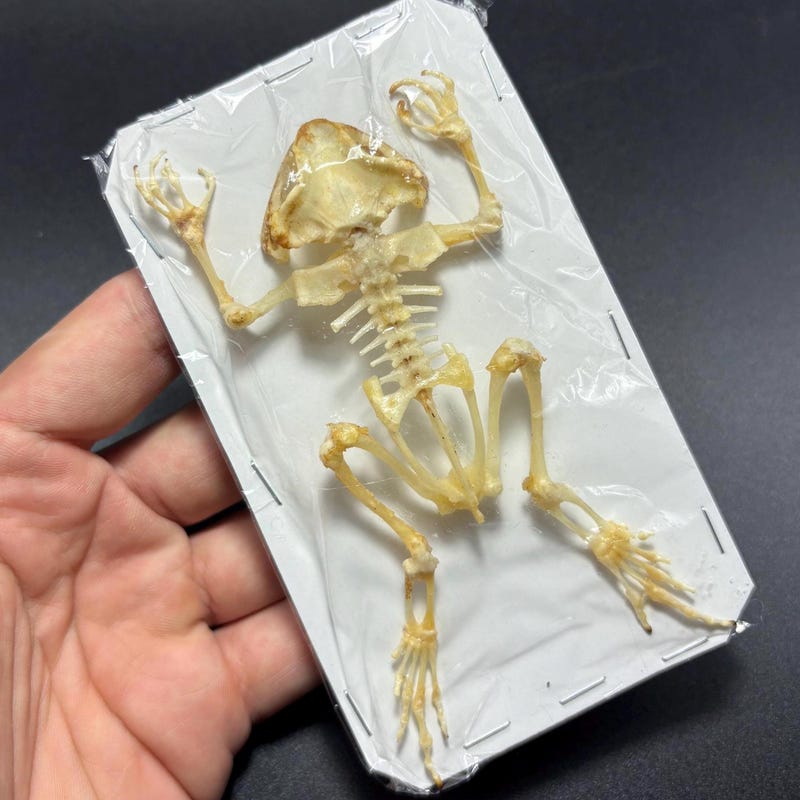 Skeleton Bugs - Etsy