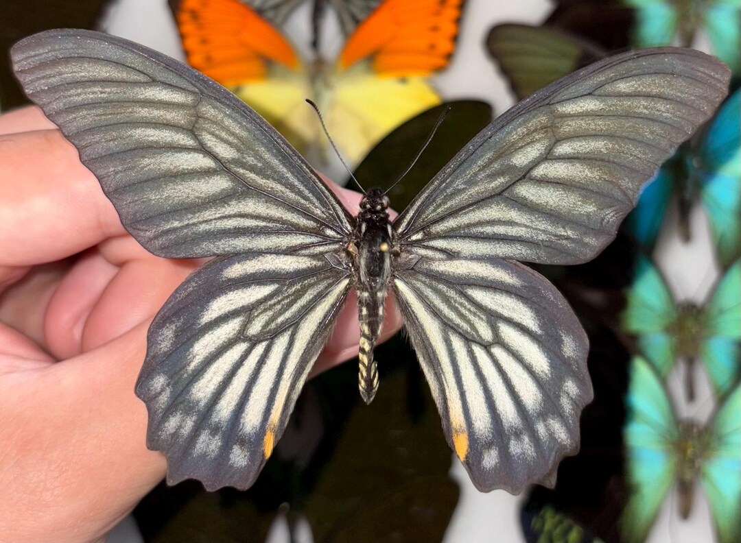 Ghost Swallowtail Butterfly - Chilasa Veiovis A2 Unspread and Unmounted ...