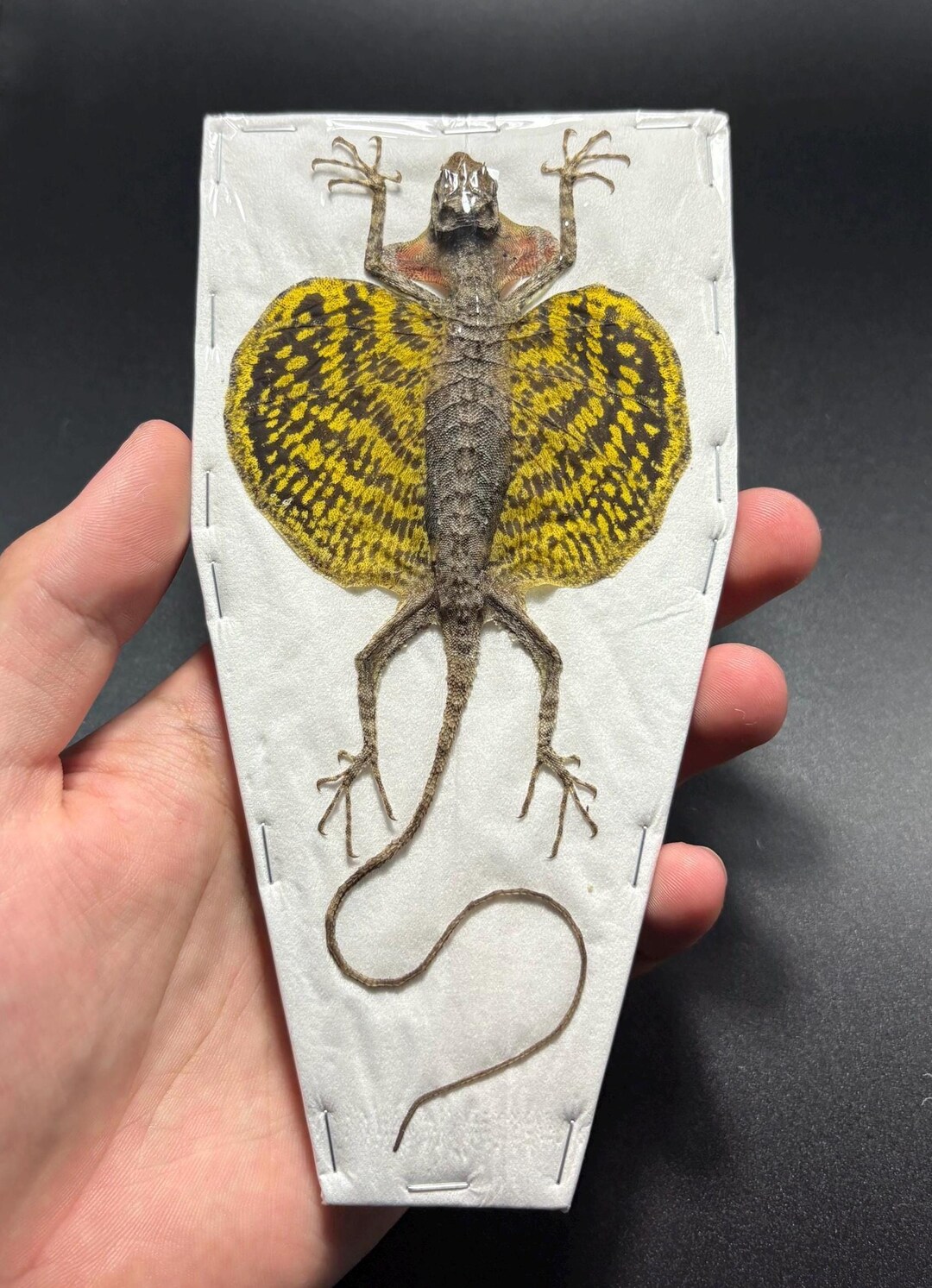 REAL Yellow/grey Draco Flying Lizard Draco Haematopogon Taxidermy ...