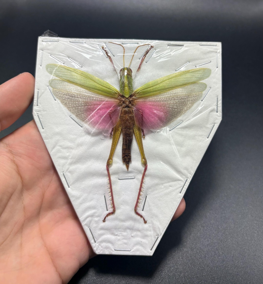 Chondracris Rosea Rosea, Pink Grasshopper A2, Male, Mounted With Wings ...