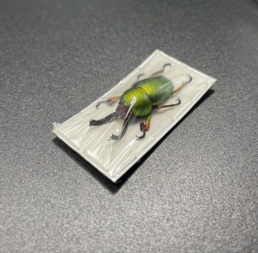 Sawtooth Beetle Male, Lamprima Adolphinae Small Green Stag Beetle ...